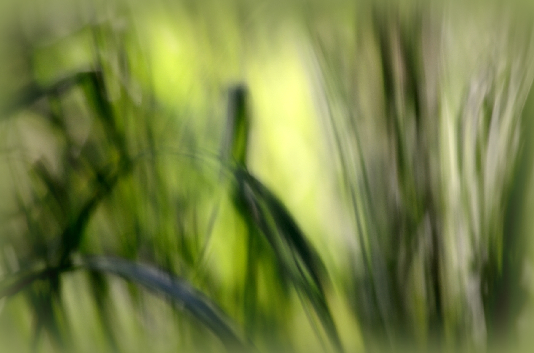 Ela Landscape 3 - Christina Meissner