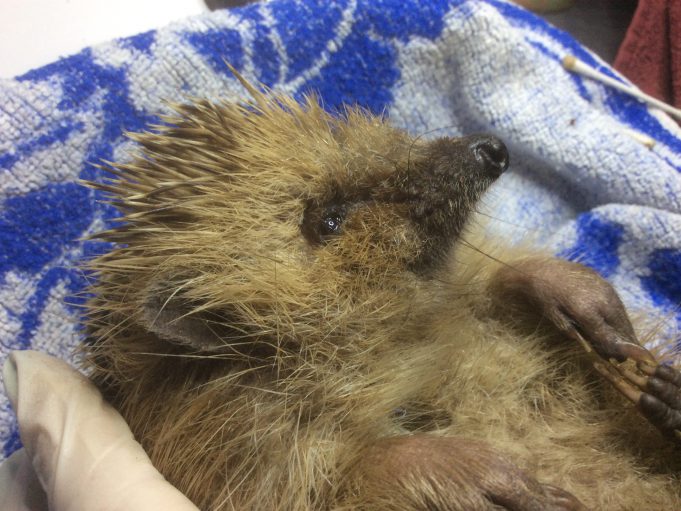 Milo - Christina Meissner