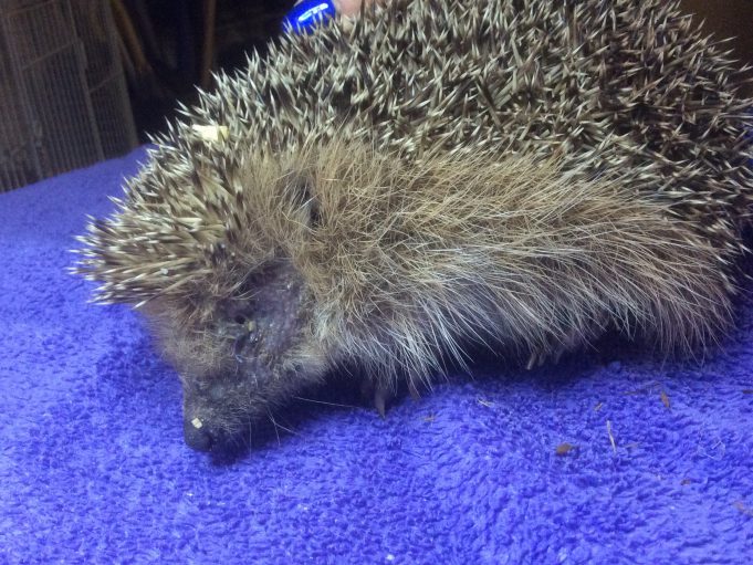 Milo - Christina Meissner