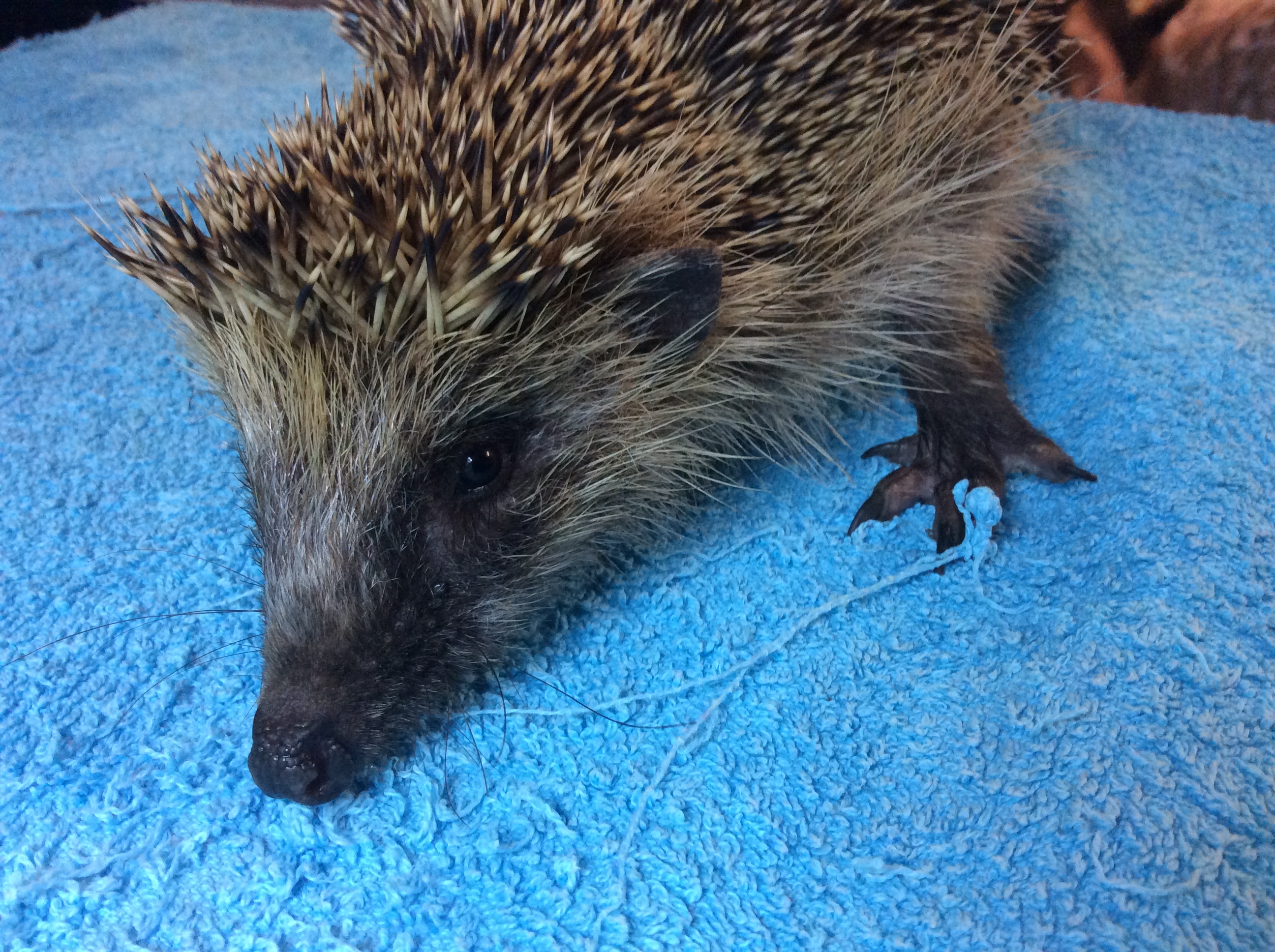 Hectorine - Christina Meissner