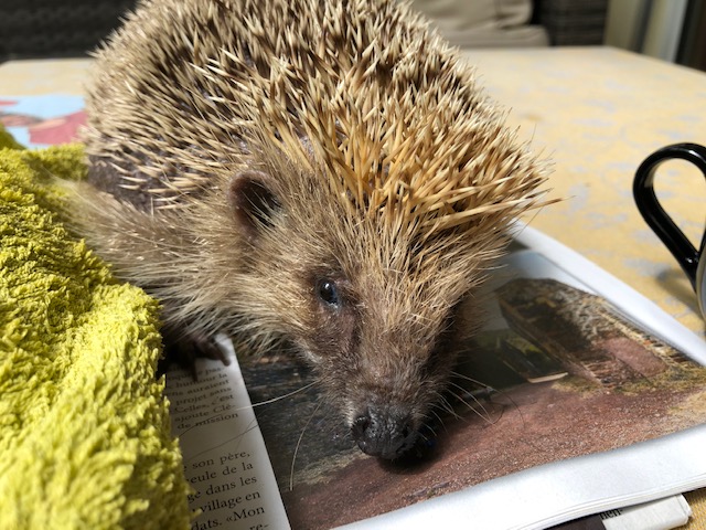 Chauvette - Christina Meissner