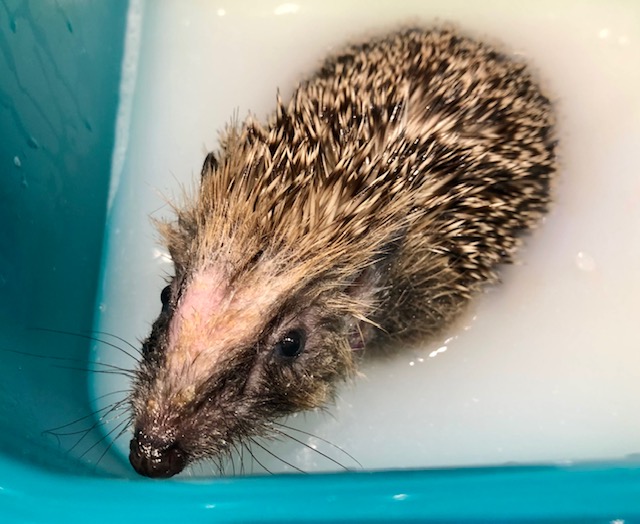 Cha teigne (7) - Christina Meissner