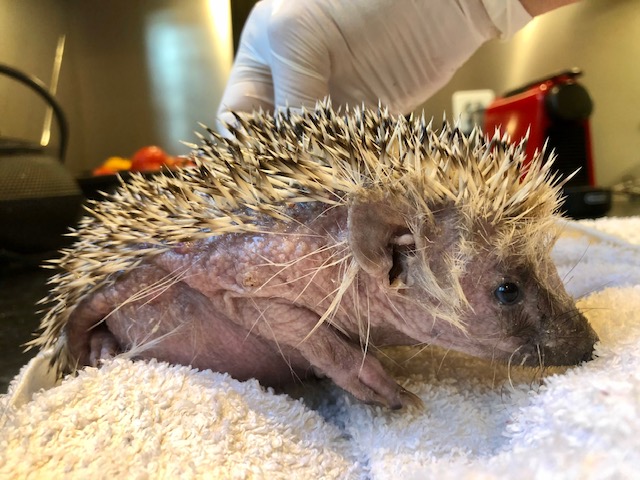 Hectorine - Christina Meissner