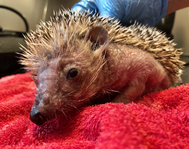 Hectorine - Christina Meissner