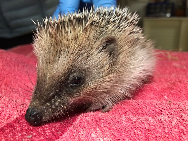 Hectorine - Christina Meissner