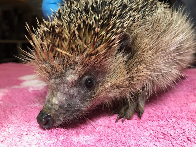 Poussine épineuse - Christina Meissner