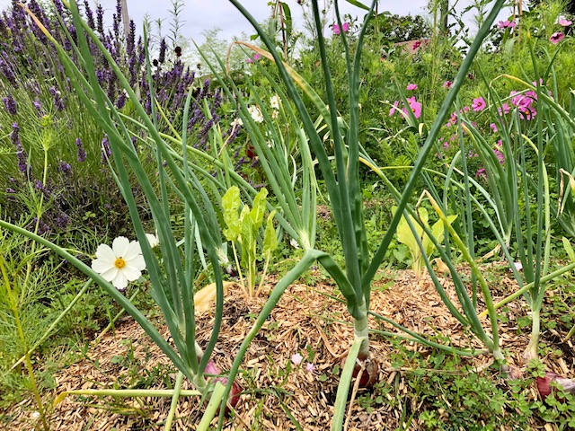 Potager 15 juillet oignon - Christina Meissner