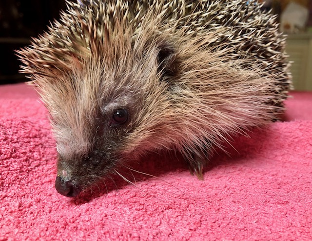 Charlie - Christina Meissner