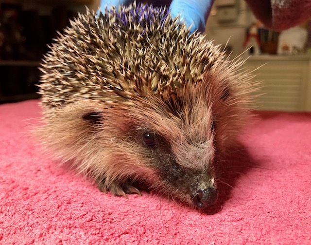 Charlie - Christina Meissner