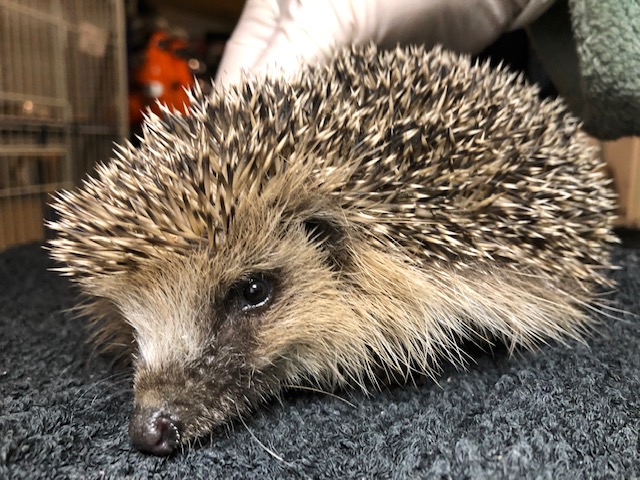 Charlie - Christina Meissner