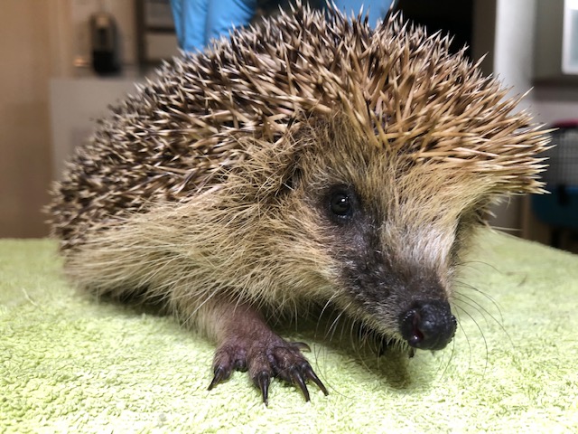 Donjeta - Christina Meissner